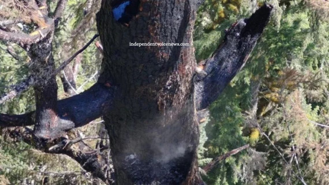 Historic Doerner Fir in Oregon Burns, Threatening Its Status Among the ...